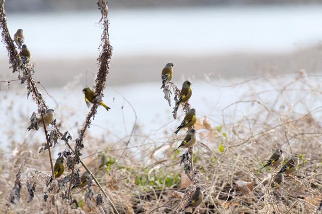本日の野鳥 2024年12月30日