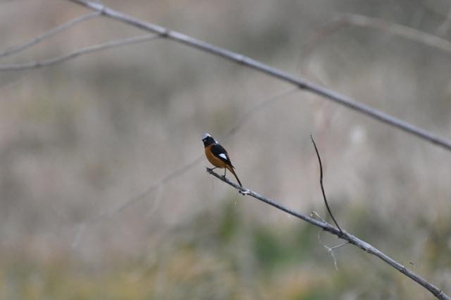 本日の野鳥 2025年1月4日