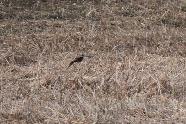 本日の野鳥 2025年2月2日