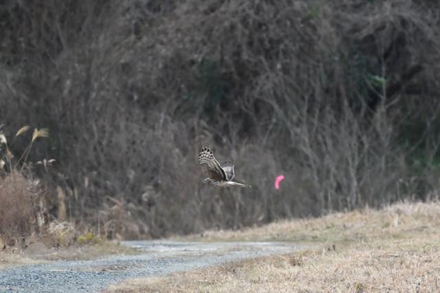 本日の野鳥 2025年2月2日
