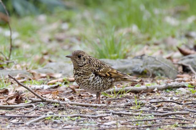 本日の野鳥 2025年2月22日
