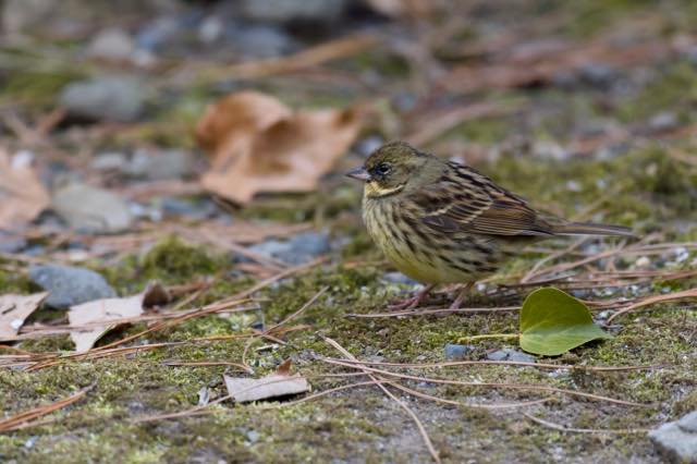 本日の野鳥 2025年2月22日